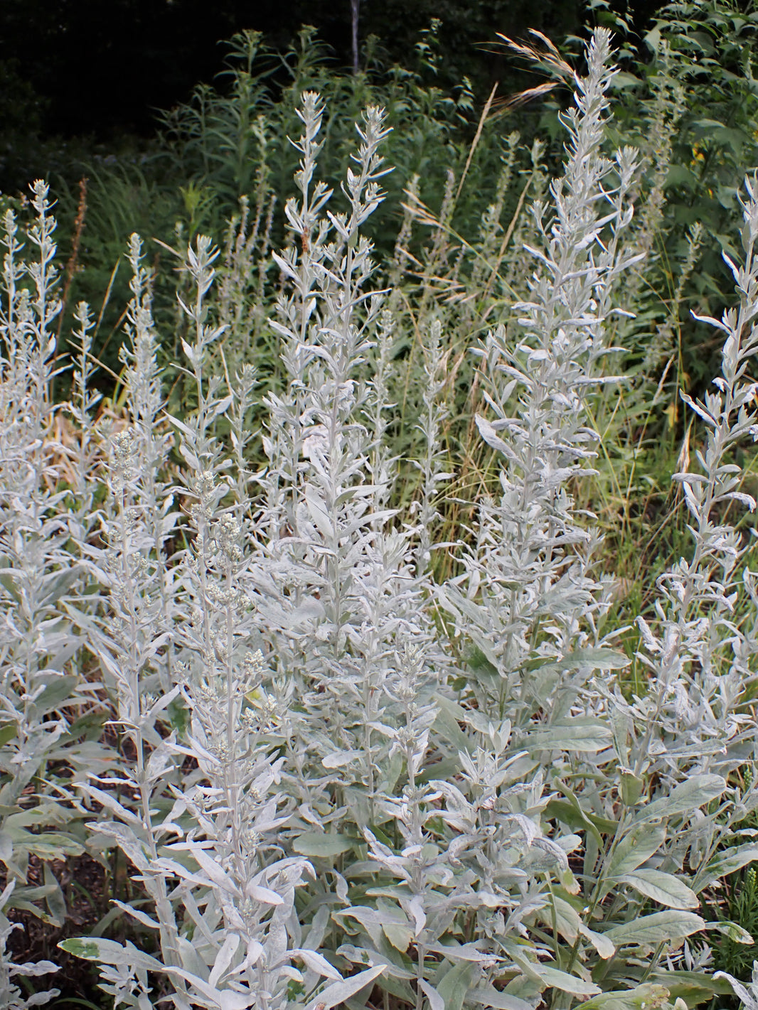 Native Plants – Page 3 – Chippewa Luce Mackinac Conservation District